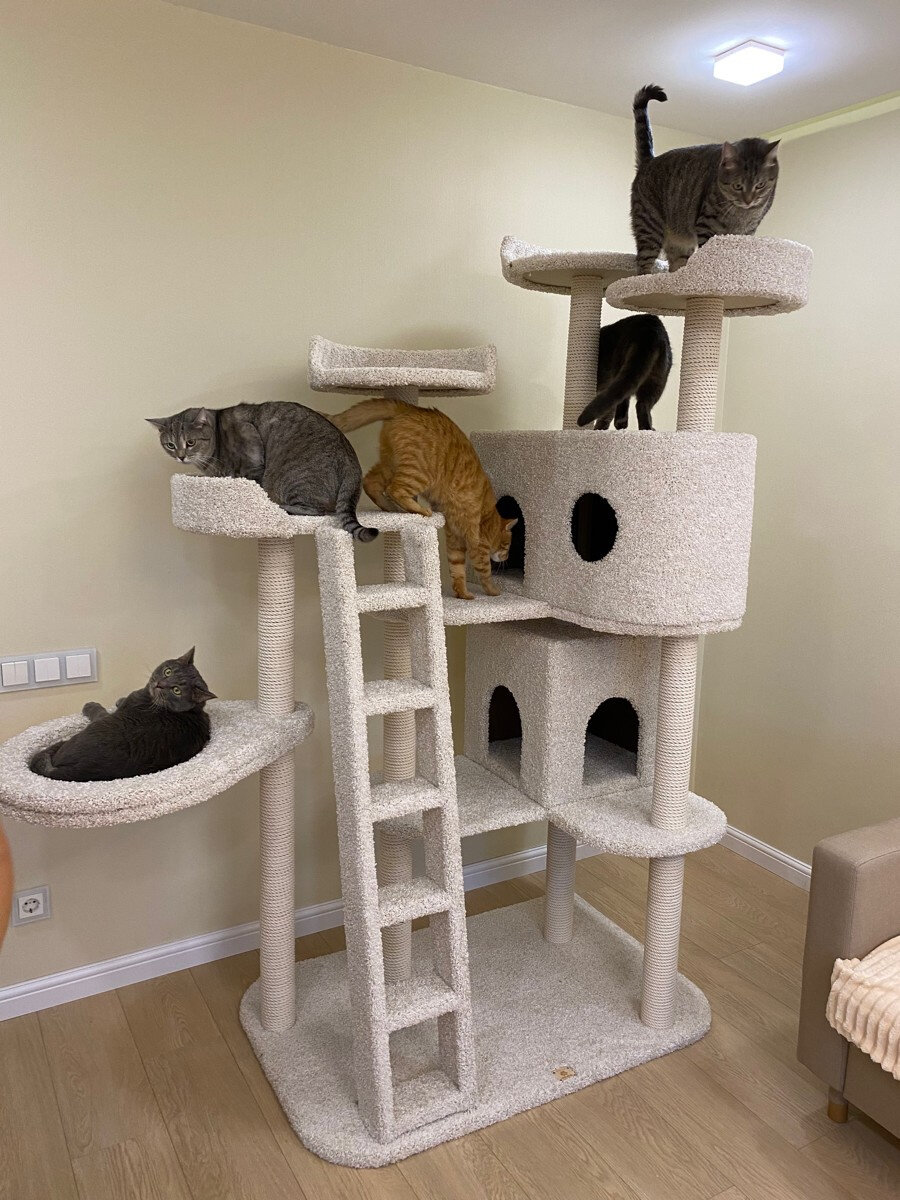 Игровой комплекс для кошек, Моя Котя, 2 домика, гамак и 4 лежанки, "Змей Горыныч", белый ковролин и хлопковый канат
