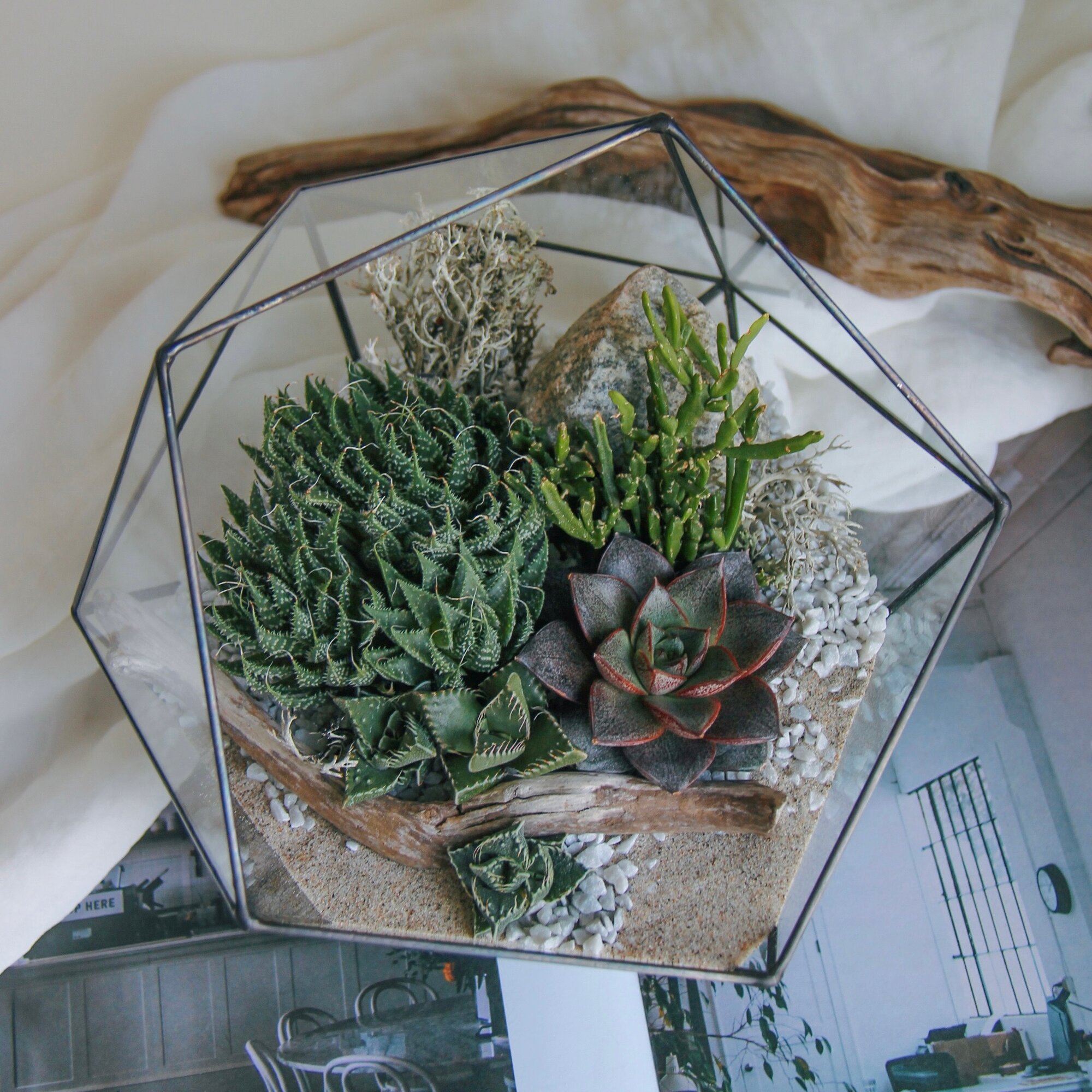 Флорариум с теневыносливыми суккулентами Север от SEVERINSIDE