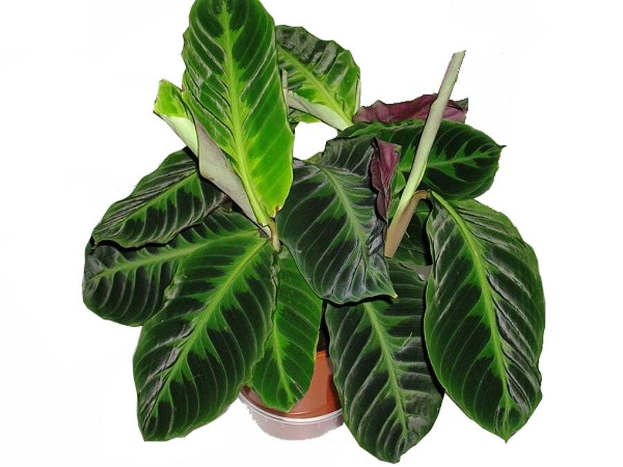 Калатея Вича - Calathea veitchiana D12 H30