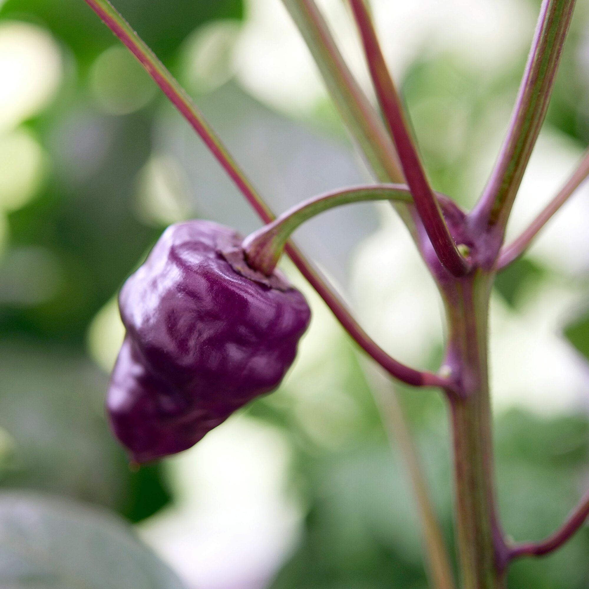Семена острого перца Purple UFO
