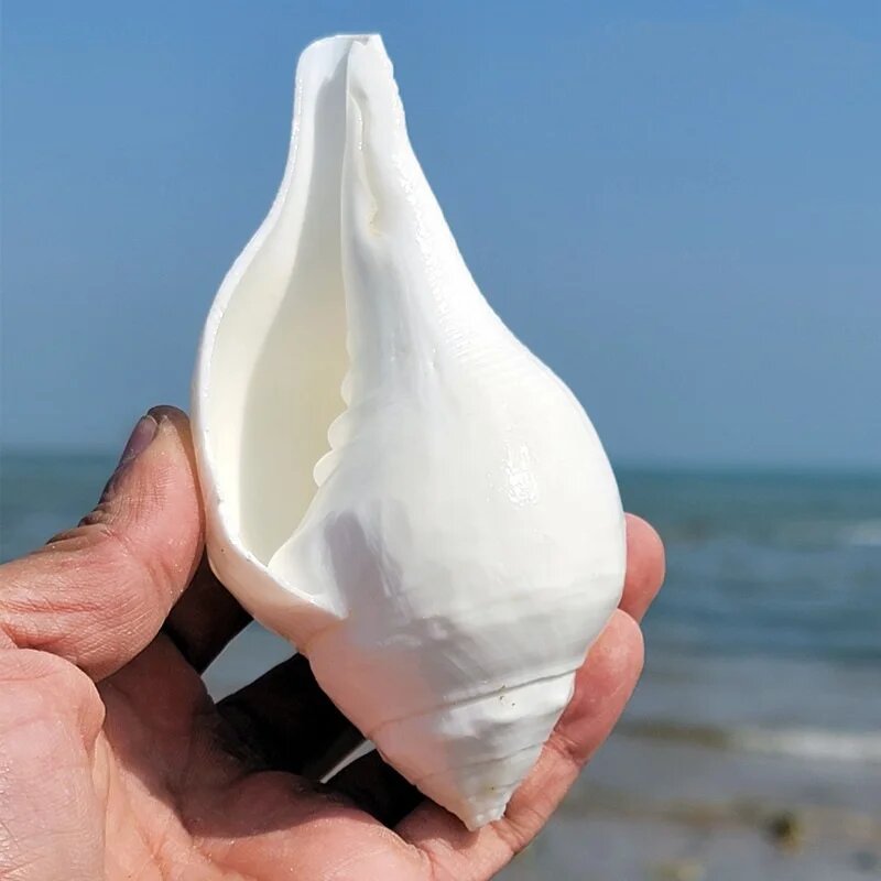 Индийская раковина Shankh 11 см