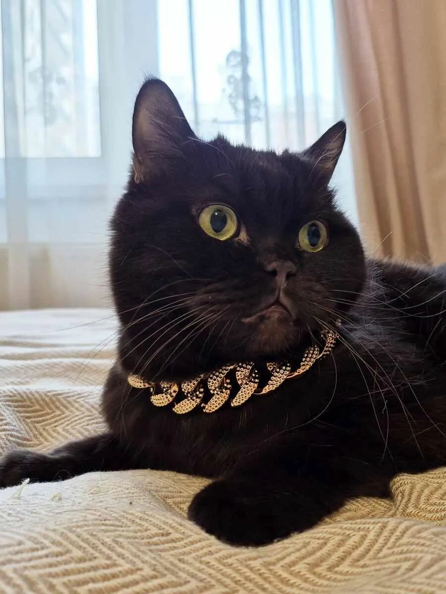 Цепочка легкая толстая для кошки на шею