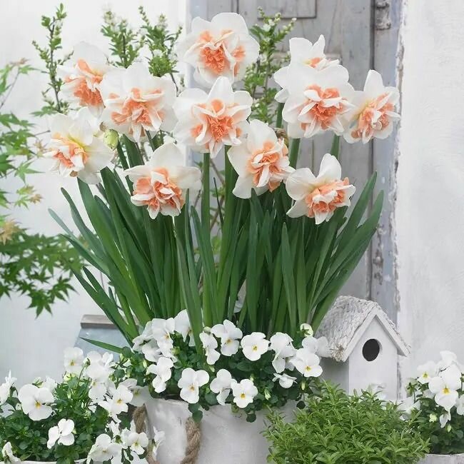 Нарцисс Дельнашо 8 шт