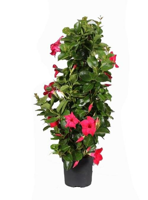 Мандевилла или Дипладения малиновая - Mandevilla D24 H80