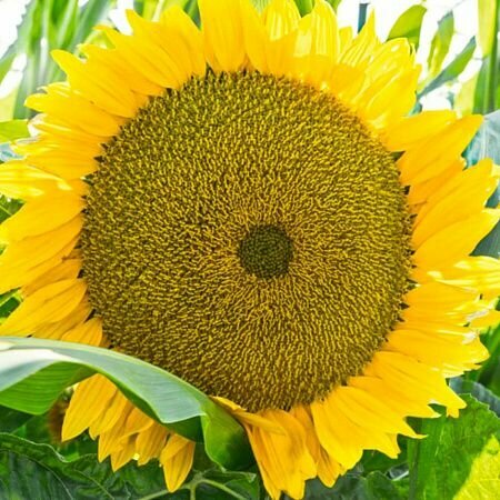 Семена Подсолнечника "Лакомка"