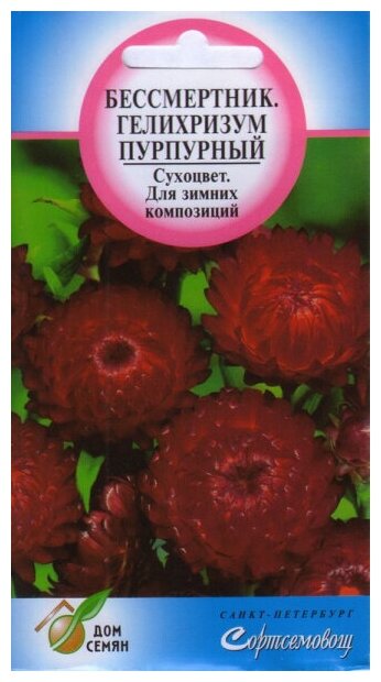 Бессмертник (Гелихризум) Монстроза пурпурный, 190 семян