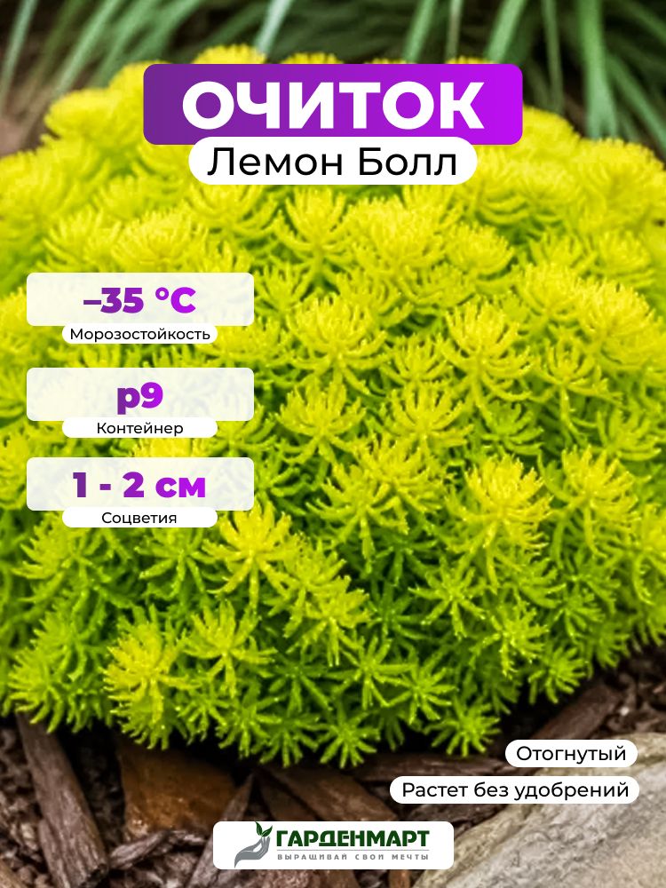 Саженец Очиток (седум) отогнутый Лемон Болл