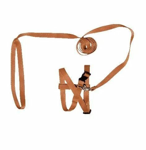 Зооник Комплект для кошек из стропы, 10 мм (шлейка + поводок), 1.5 м, 1 шт