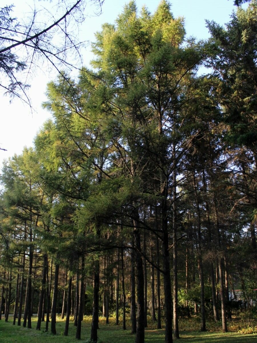 Семена Лиственница принца Рупрехта (Larix Principis ruprechtii), 20 штук