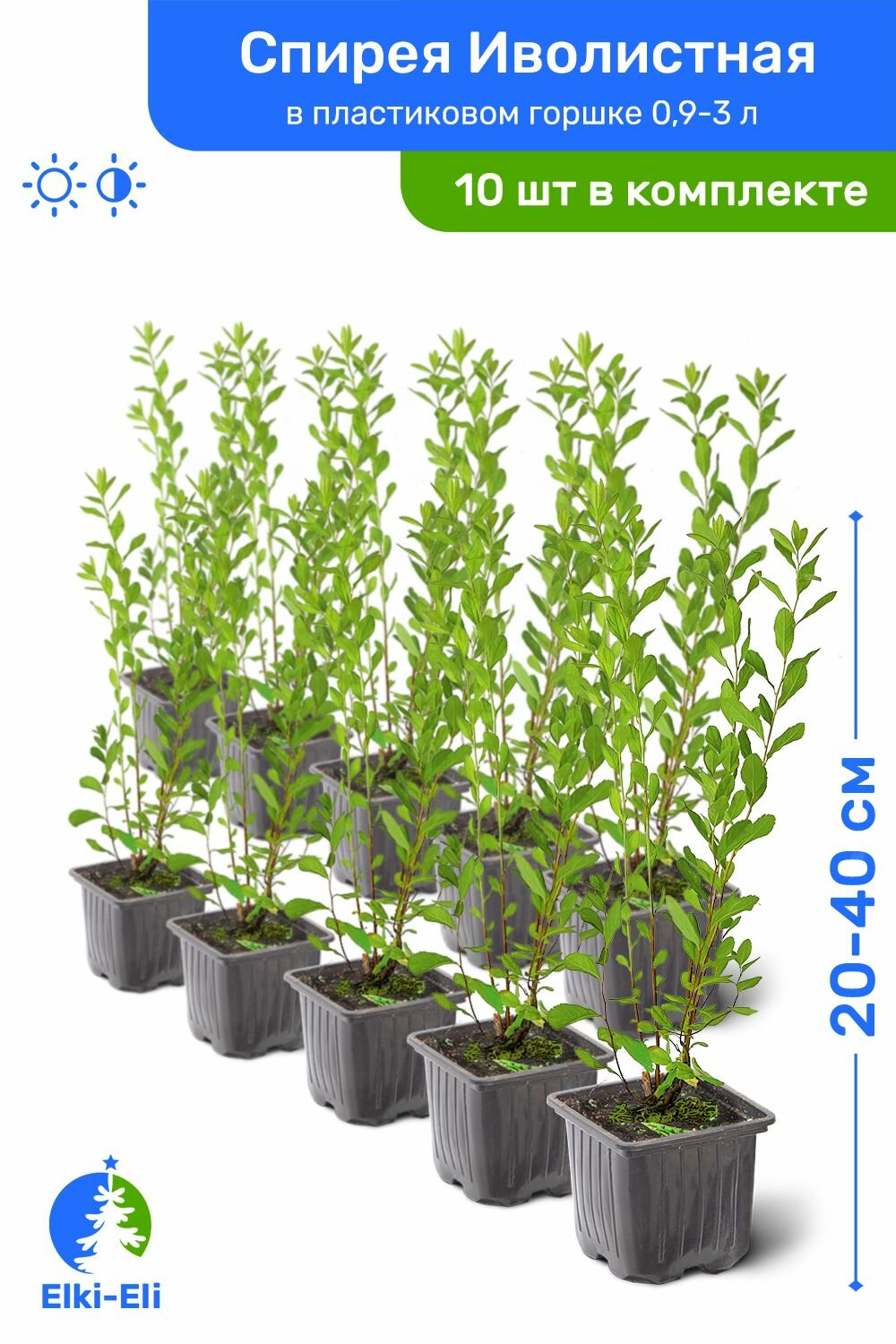 Спирея иволистная 20-40 см в пластиковом горшке, саженец, лиственное живое растение, комплект из 10 шт