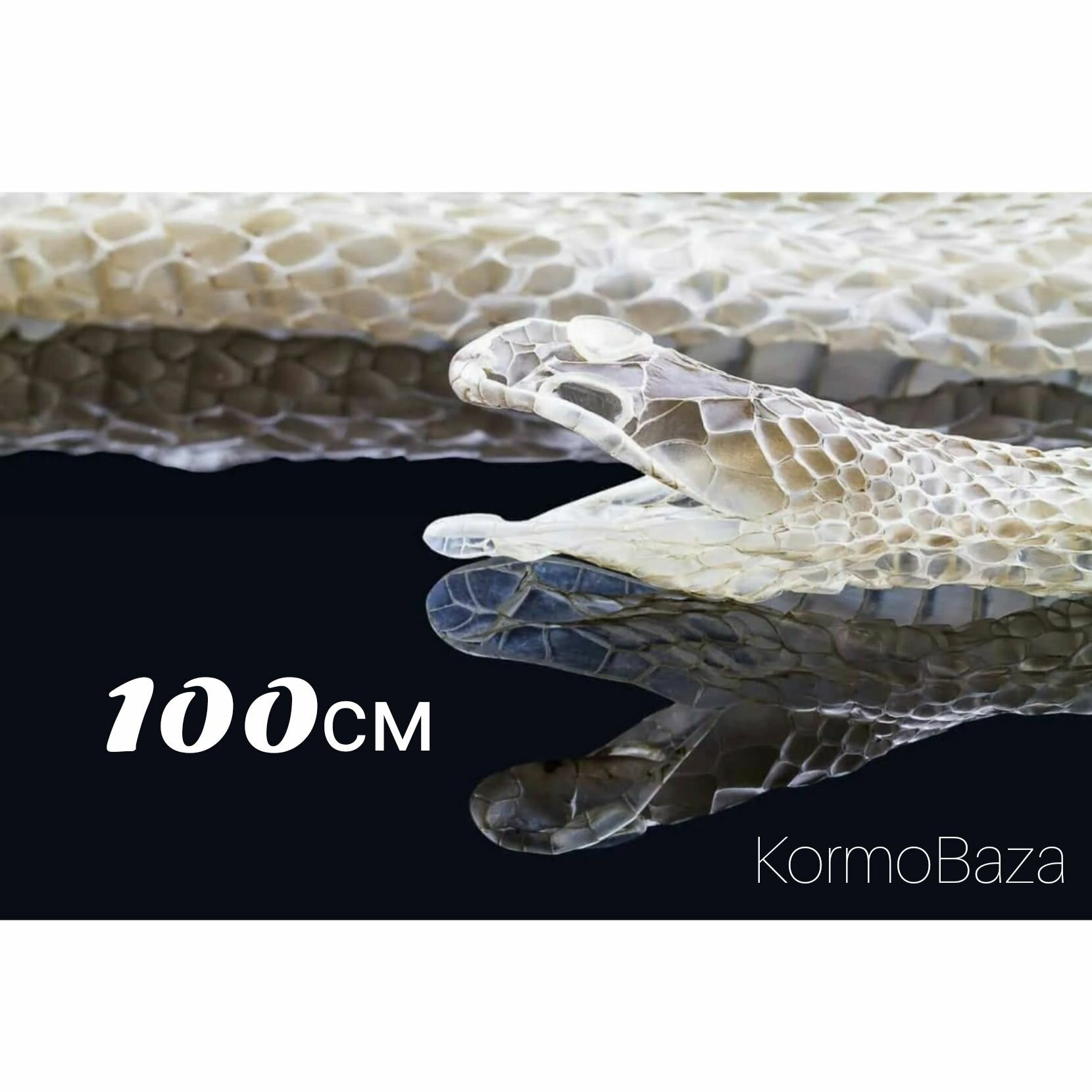 Выползки змей (шкура змеи после линьки), 100см