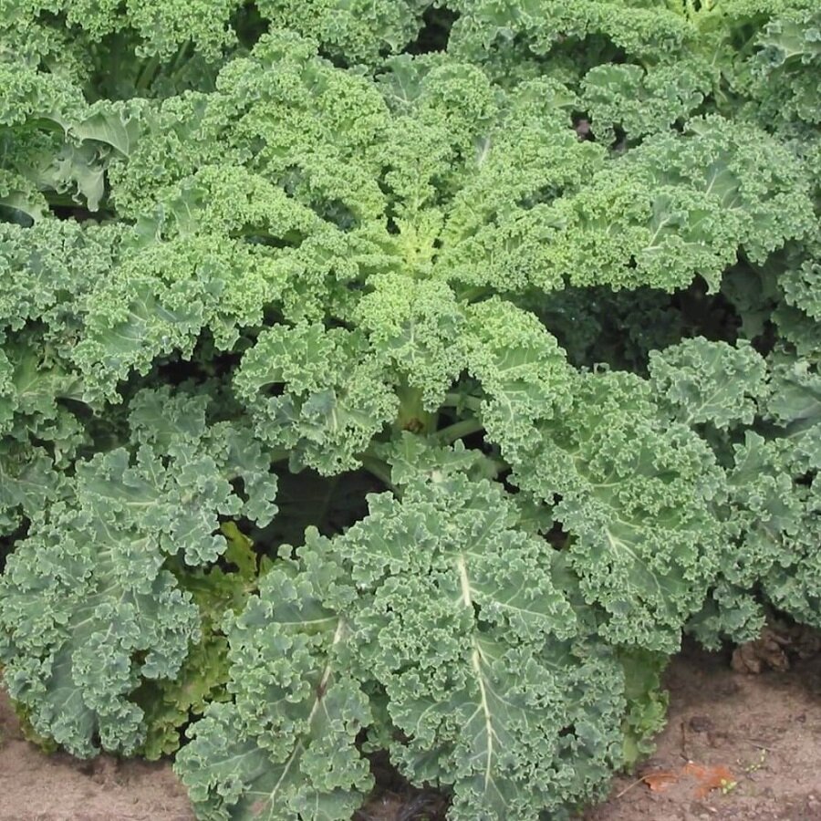 Семена Deodar SEEDS COMPANY Капуста декоративная Кадет 30 шт.