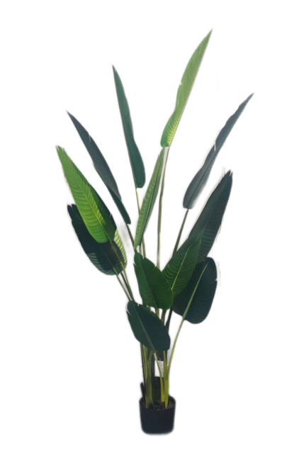 Стрелиция 220 см