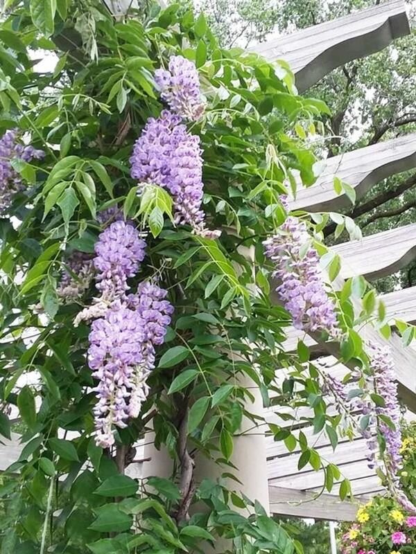 Глициния Макростахия Блю Мун, Семена, 3 шт, семена цветов и декоративных растений