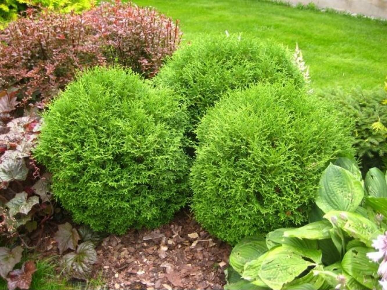 Туя западная Даника