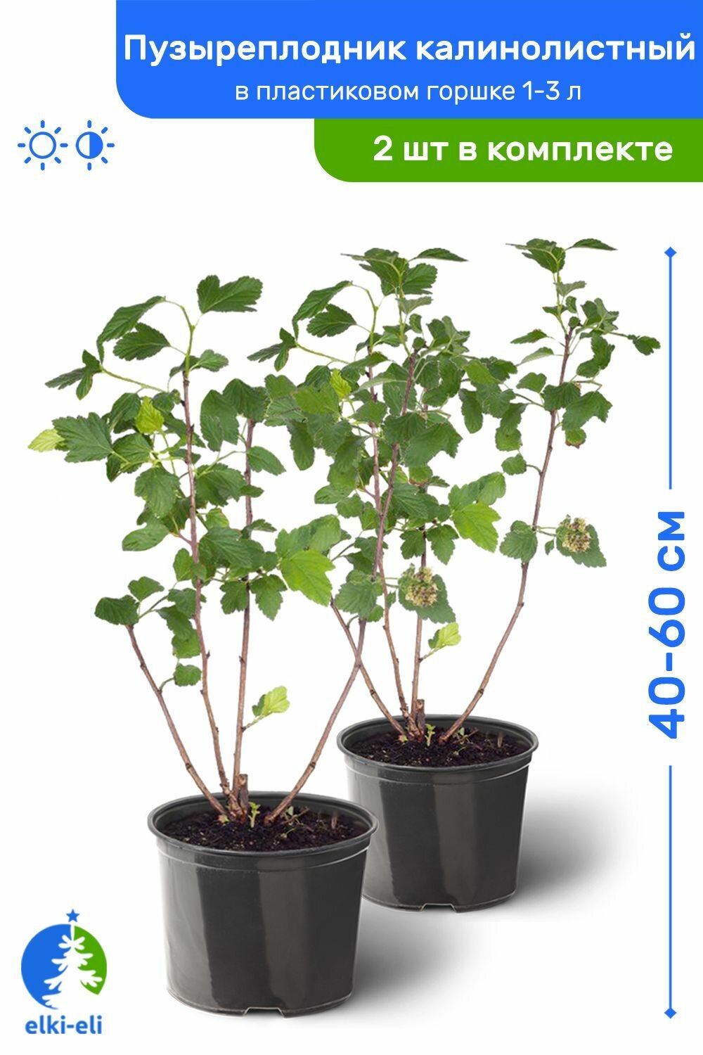 Пузыреплодник калинолистный 60-80 см в пластиковом горшке 1-3 л, саженец, лиственное живое растение, комплект из 2 шт