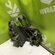 Кронштейн двигателя правый Ford Focus 1 1998-2004
