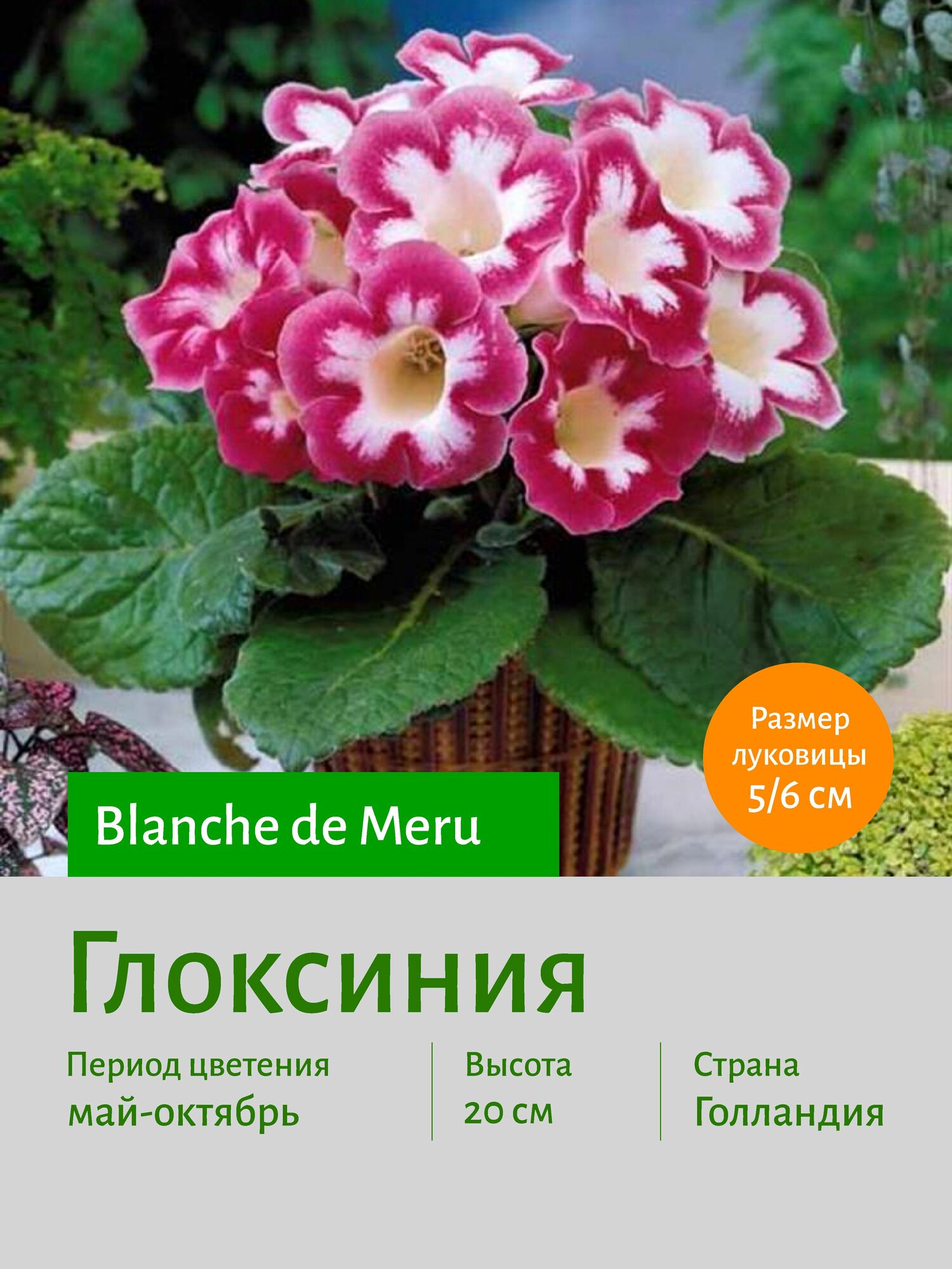 Глоксиния Бланш де Меру (Blanche de Meru) 3 шт сотка