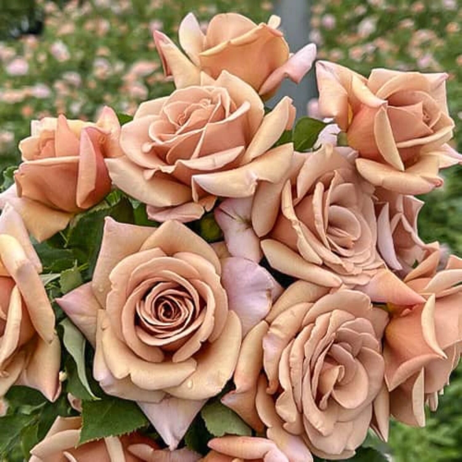 Роза флорибунда "Коко Локо", 2 а, многолетние, высота 90см, 2шт