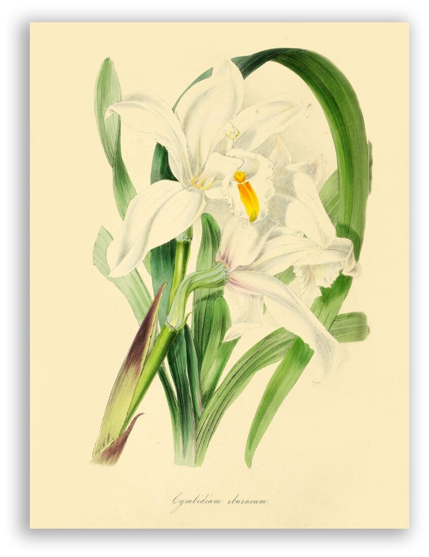 Гравюра Постер на бумаге / Cymbidium Eburneum