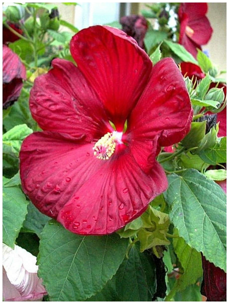 Гибискус мускусный красный семена 10 штук