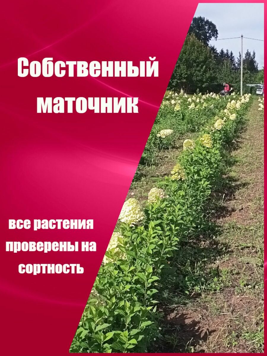 Хоста Вайд Брим — фото 1