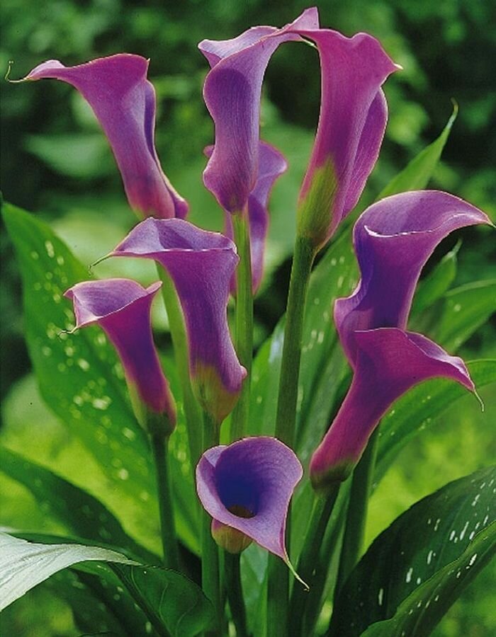 Калла Пако 1шт