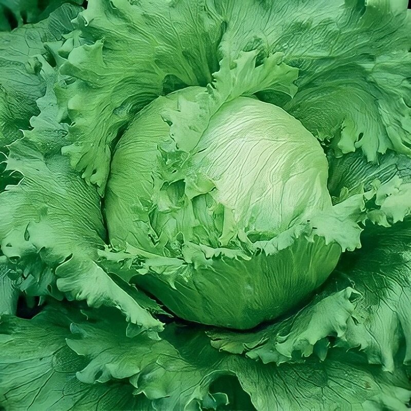 Семена Салат Айсберг кочанный 0.3г Ранние (Дачаtime)