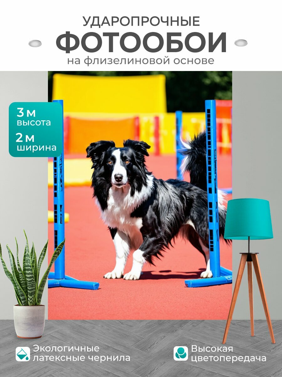 Фотообои моющиеся ударопрочные "Бордер-колли, участвующий в спортивных соревнованиях по аджилити на фоне ярких барьеров" 200x300 см. флизелиновые на стену