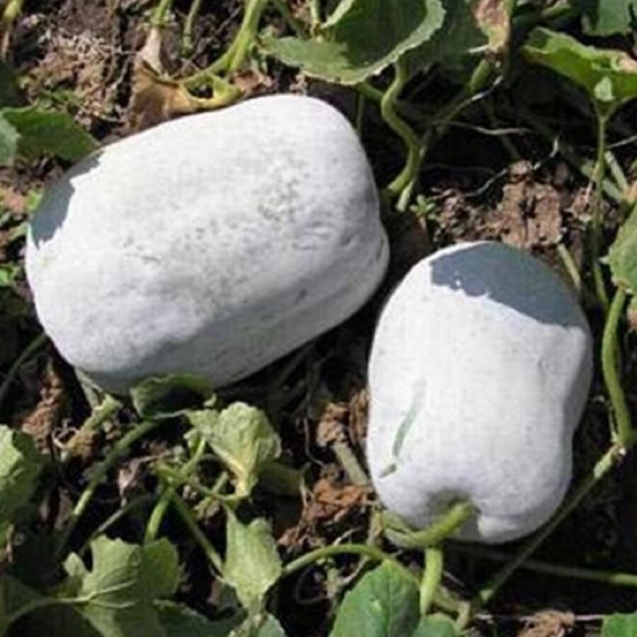 Семена Deodar SEEDS COMPANY Восковая тыква, Бенинказа 5 шт.