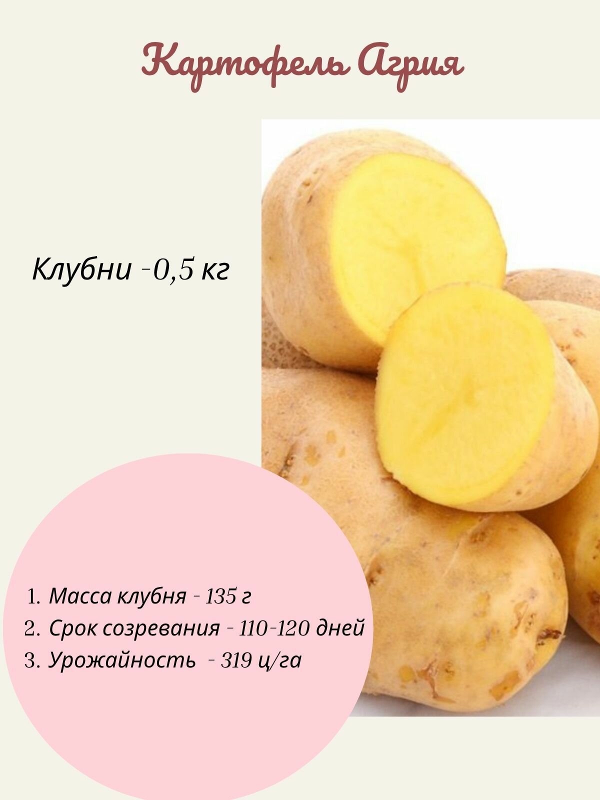 Картофель белый Агрия 0,5 кг на посадку