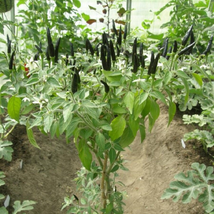 Семена Deodar SEEDS COMPANY Перец острый Черная кобра 5 шт.