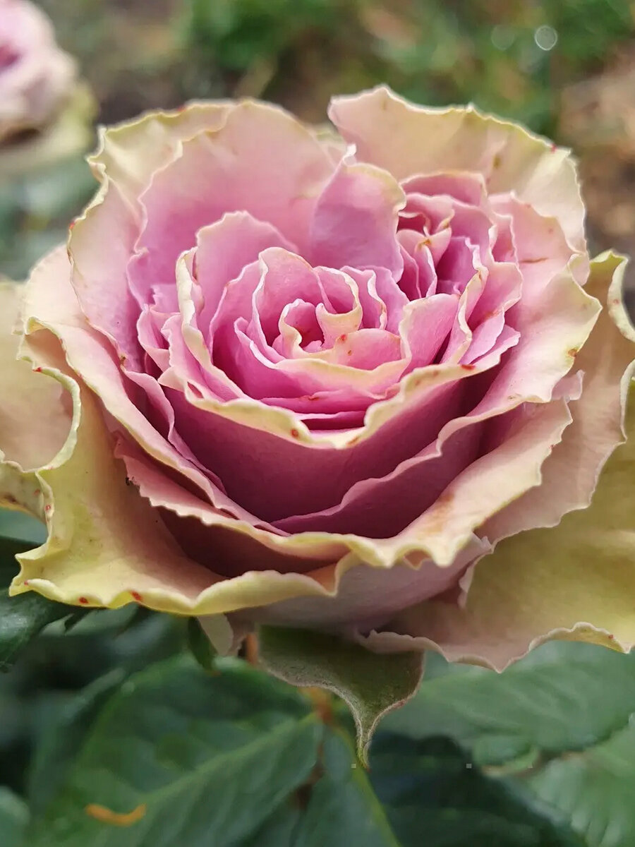 Роза чайно-гибридная Саманта Бридал (Samantha's Bridal) 2 шт / розы