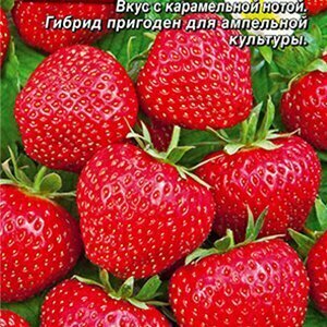 Семена Земляника F1 крупноплодная Карамельки 10 шт.