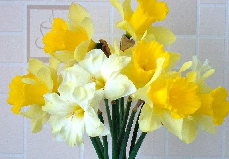 Нарцисс Берлин 5 шт