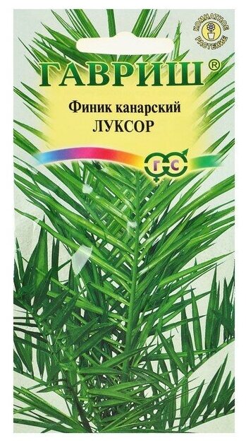 Семена комнатных цветов Финик канарский 'Луксор', Мн, 2 шт.