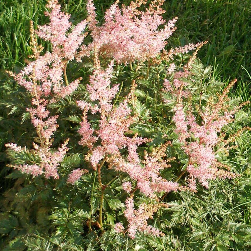 Астильба Спотлайт (1 корневище в горшке р9), Нидерланды