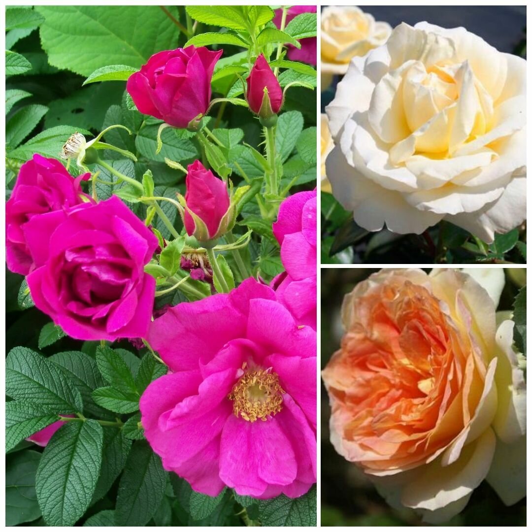 Комплект чайно-гибридных роз Спящая красавица 3 шт