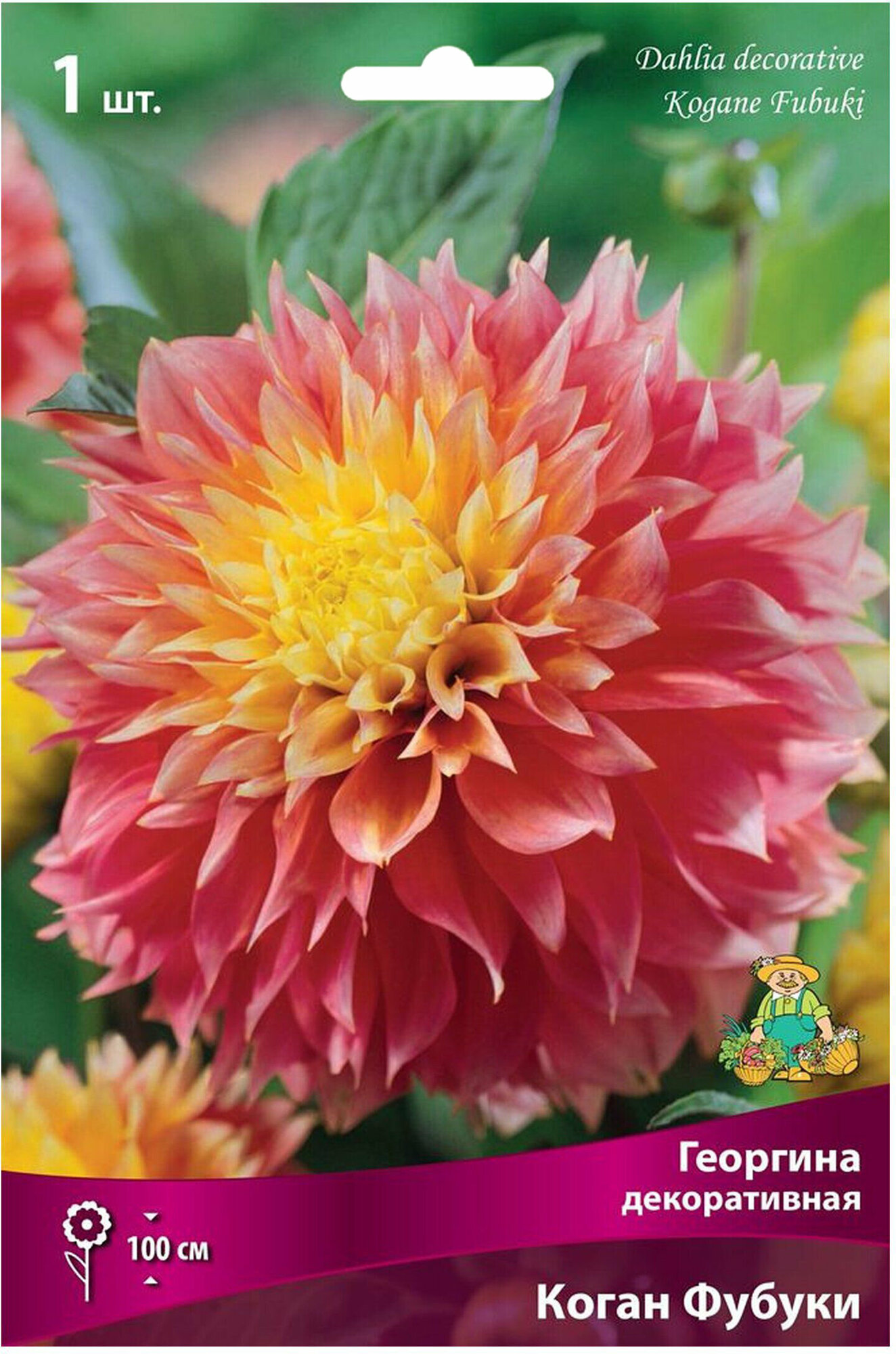 Клубень Георгины поиск Коган Фубуки