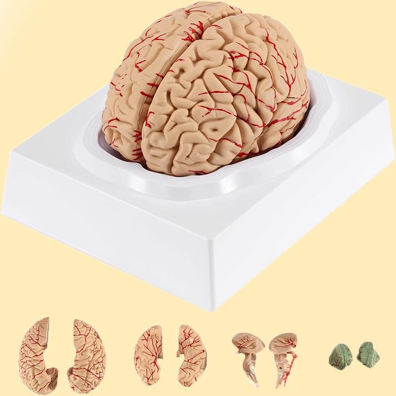 Анатомическая модель мозга, точная модель человеческого мозга