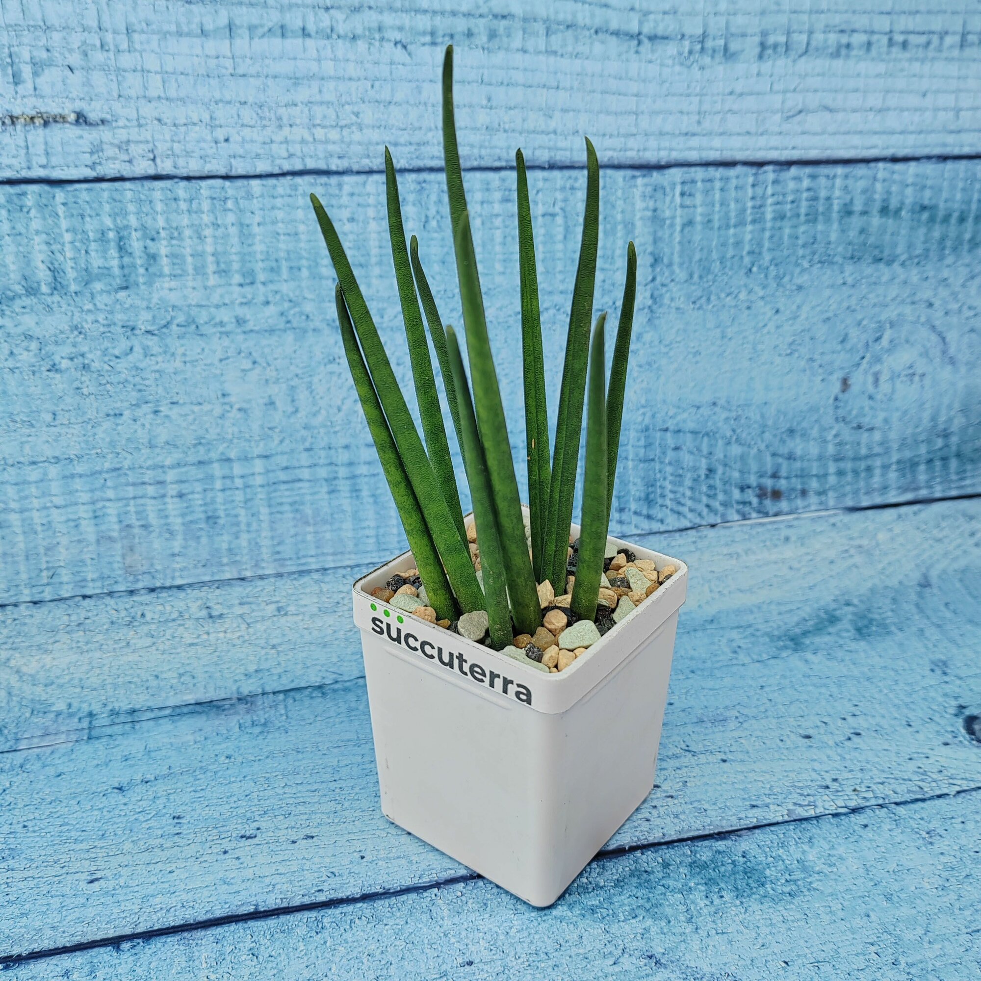 Суккулент Sansevieria Fernwood Mikado (Сансевиерия). Диаметр горшка 5 см. Субстрат Succuterra Classic и фирменный горшочек в комплекте.