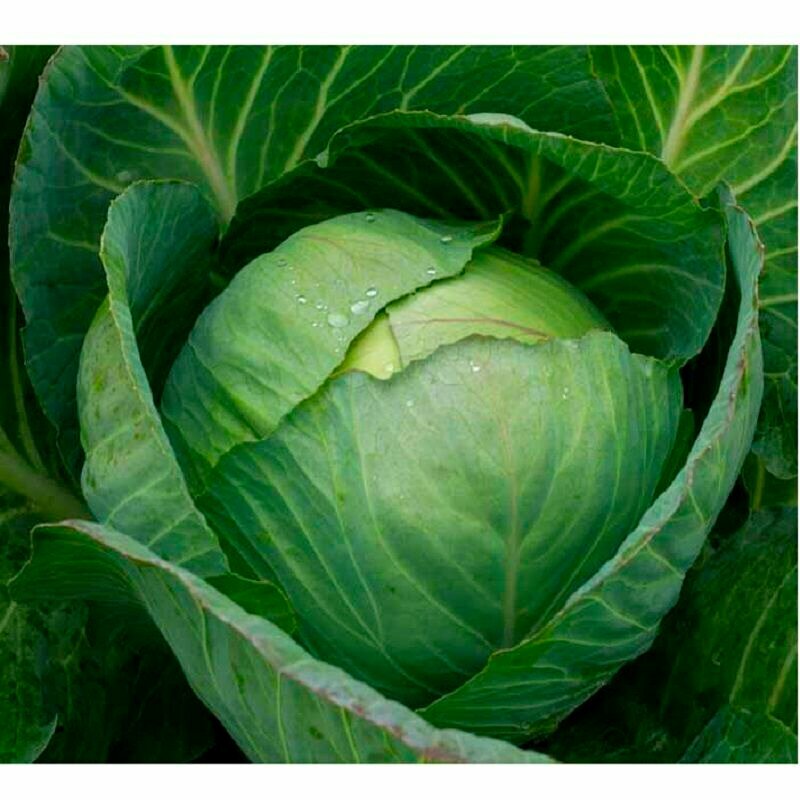 Капуста белокочанная Московская поздняя 15 0,3 г Удачные семена Гавриш