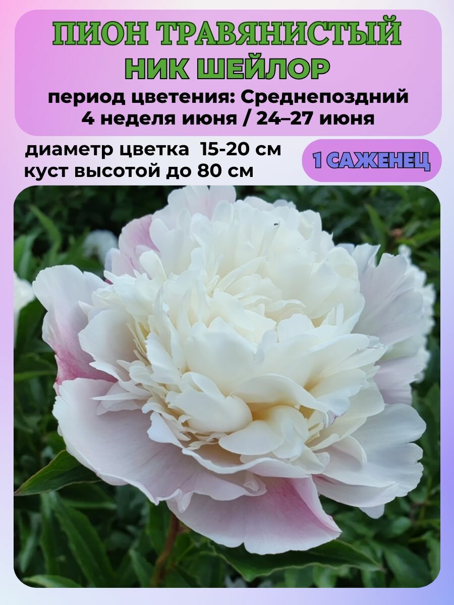 Пион травянистый Ник Шейлор, корень 1 штука