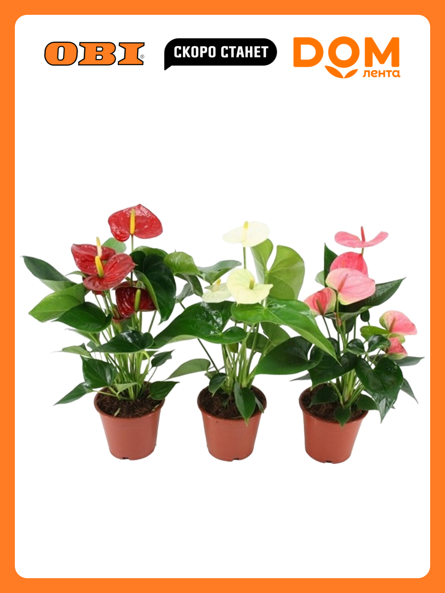 Растение Антуриум андреанум микс D9 H30