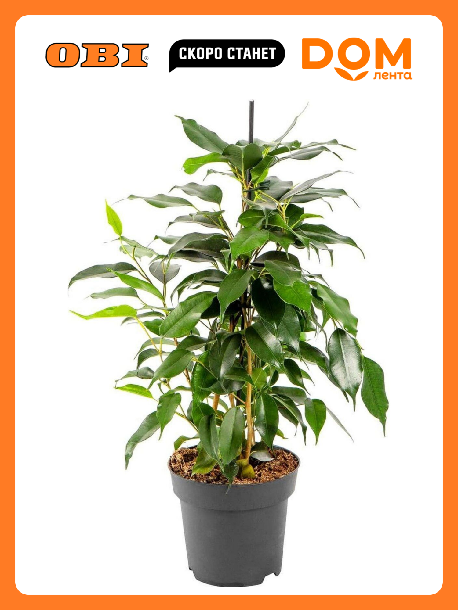 Фикус Бенджамина "Даниэль", напольное размещение, высота 50 см, диаметр горшка 14 см