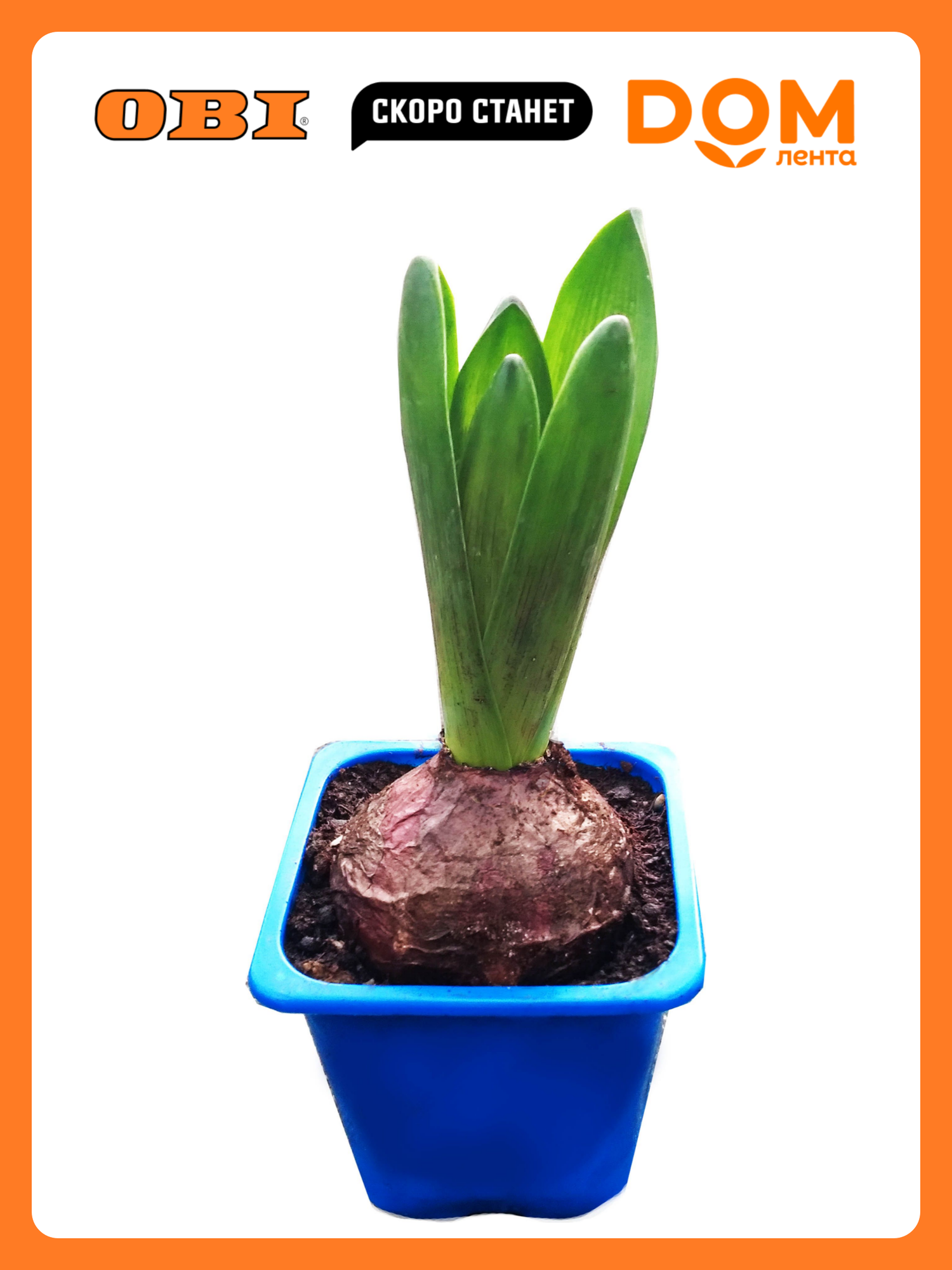 Растение Гиацинт 1 луковица P7 H15