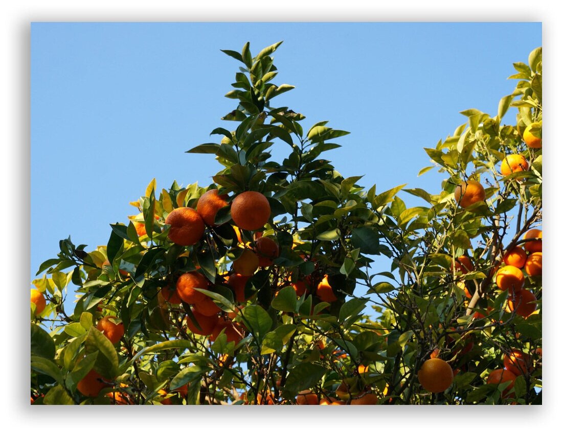 Постер на бумаге / Мандарины