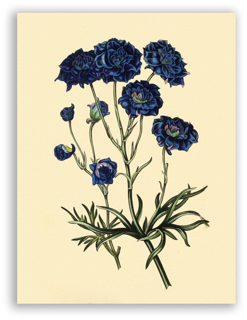 Гравюра Постер на бумаге / Delphinium Sinense Flore-Pleno