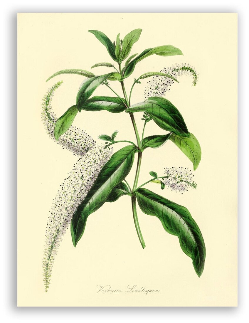 Гравюра Постер на бумаге / Veronica Lindleyana