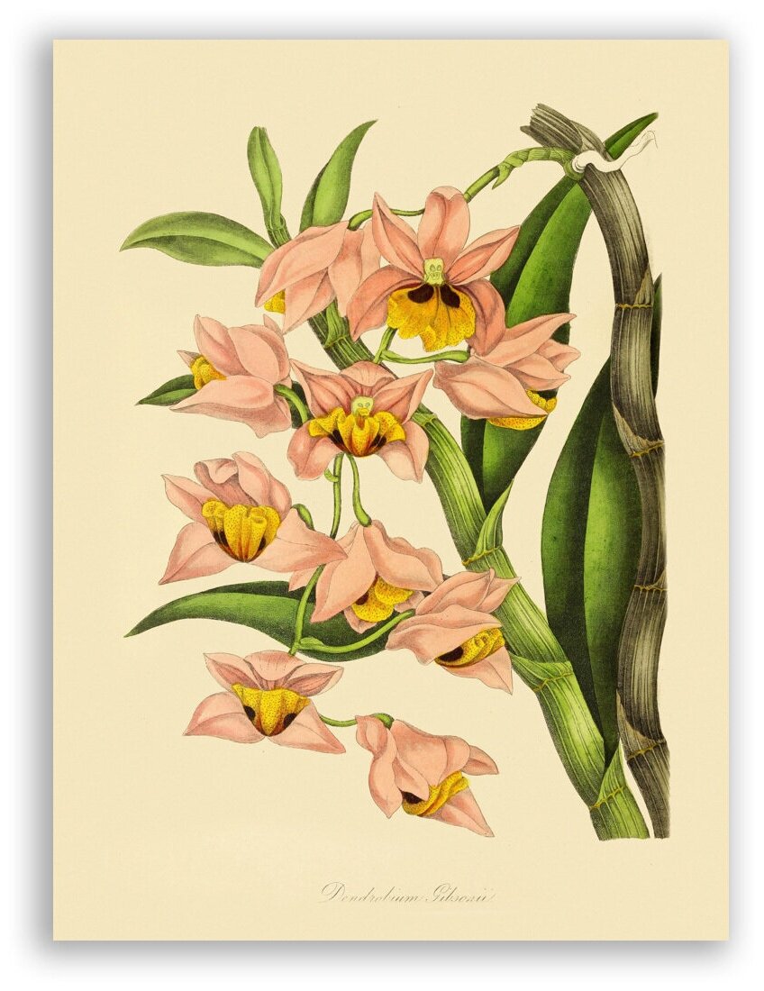 Гравюра Постер на бумаге / Dendrobium Gibsonii